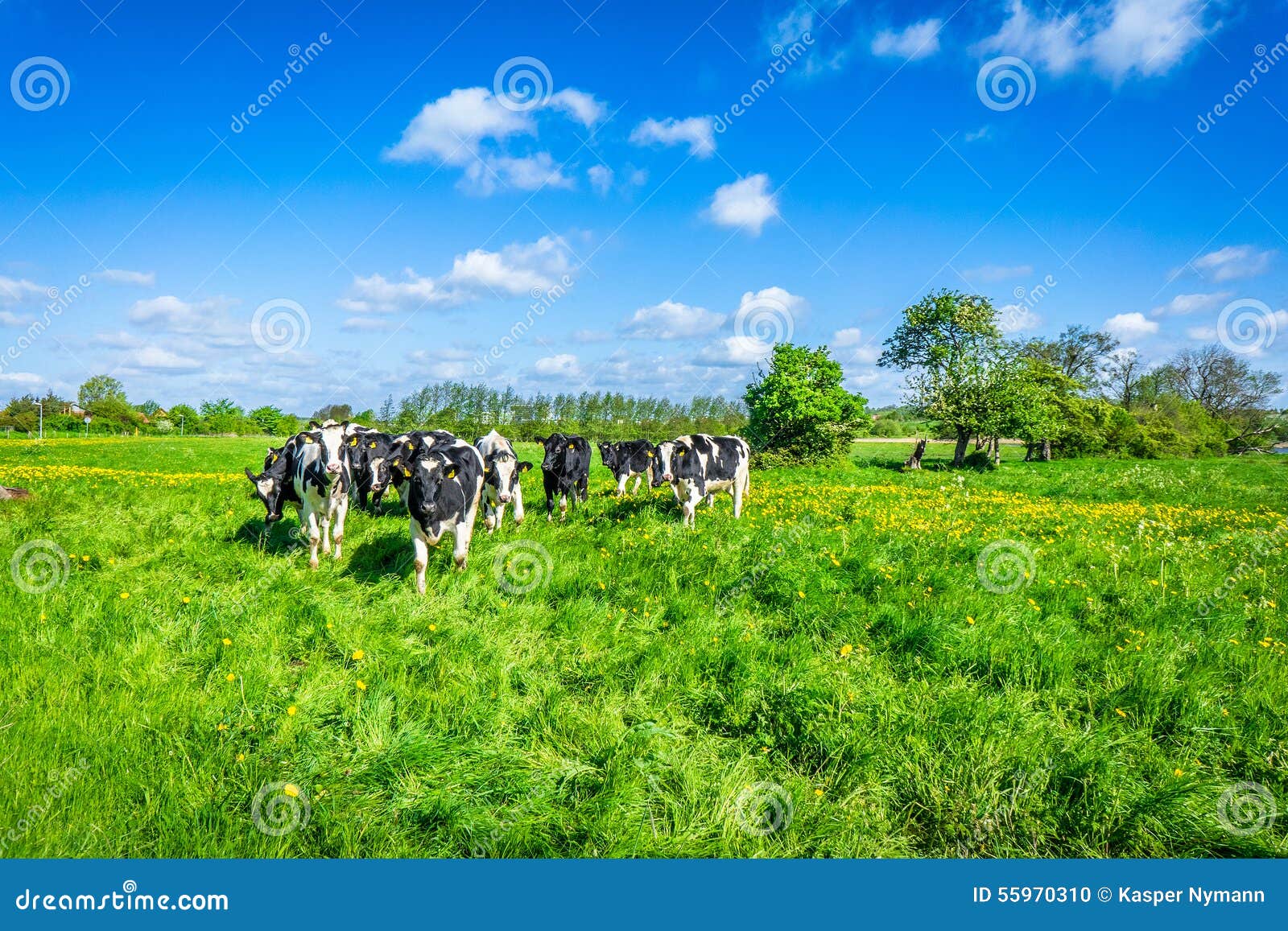 Cows on a green field stock photo. Image of animal, bull - 55970310