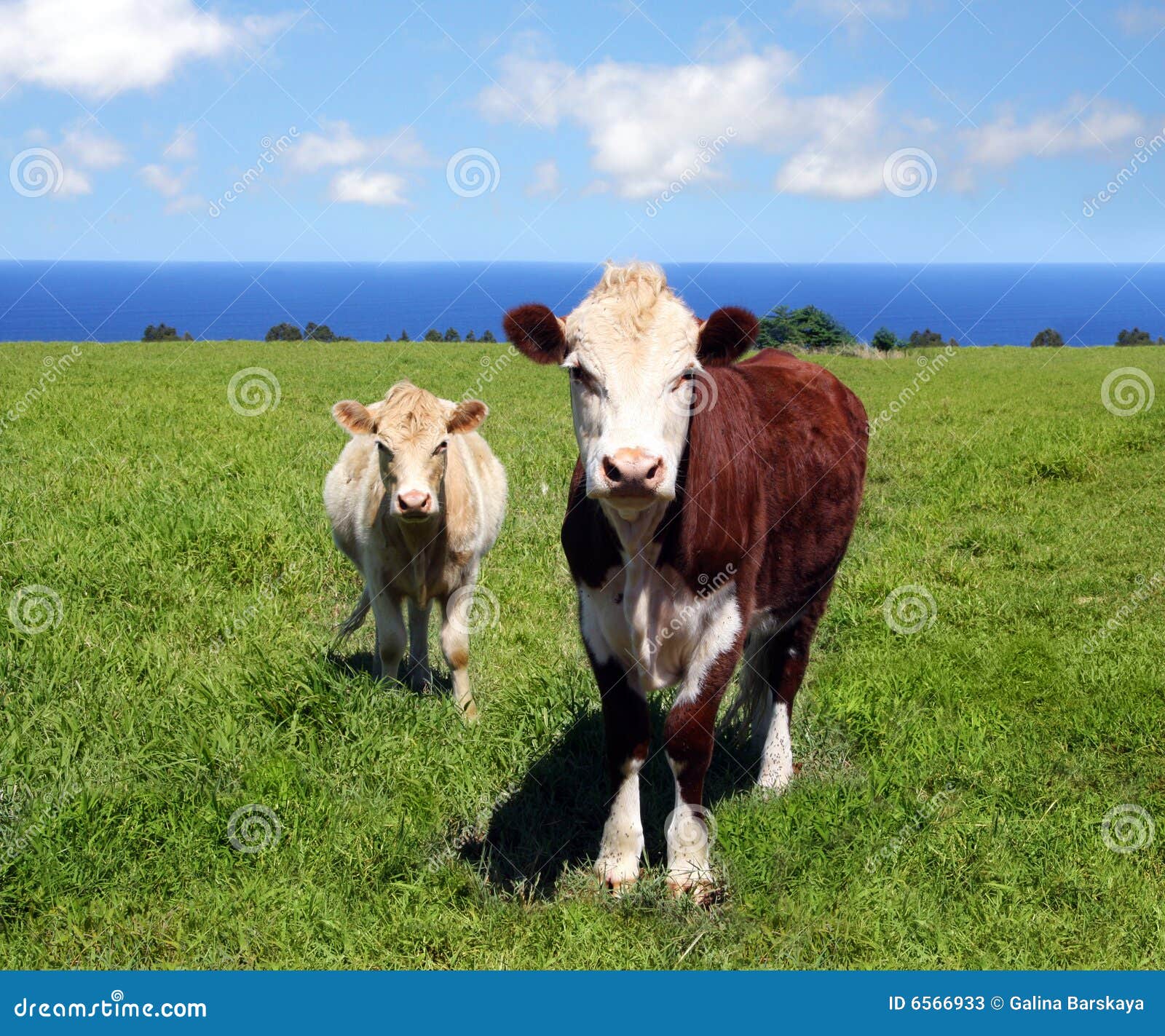 Cows on green grass stock image. Image of cattle, close - 6566933