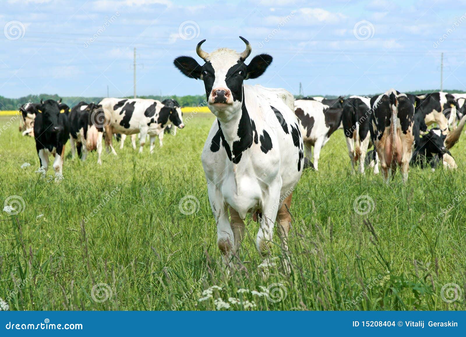 Cows on Green Grass Pasture Stock Photo - Image of animals, livestock ...