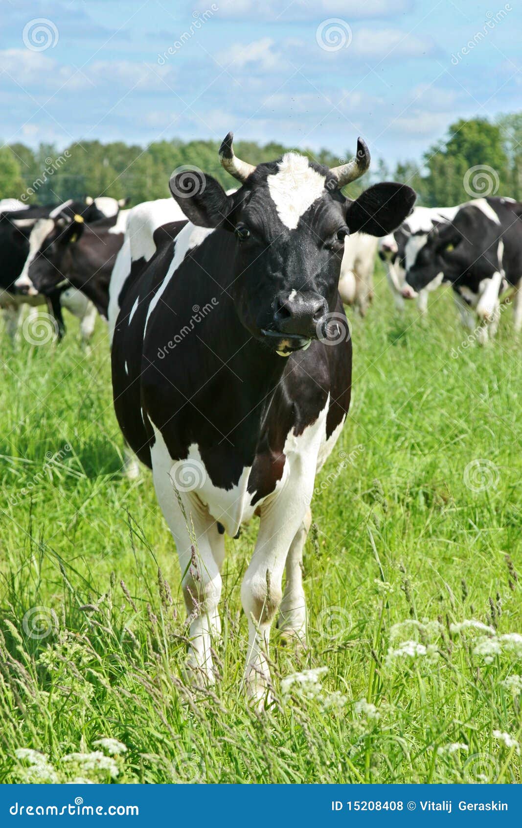 Cows on Green Grass Pasture Stock Photo - Image of farmland, livestock ...