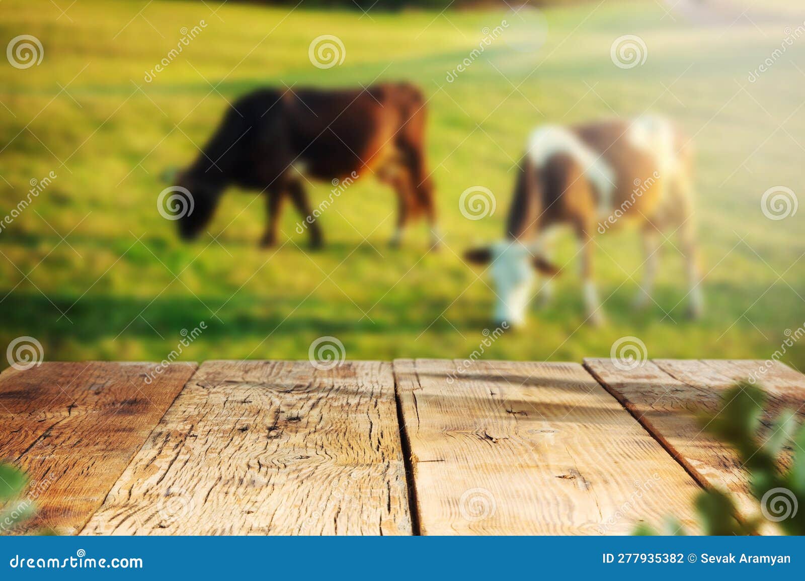 Cows on Green Grass and Table Stock Photo - Image of field, green ...