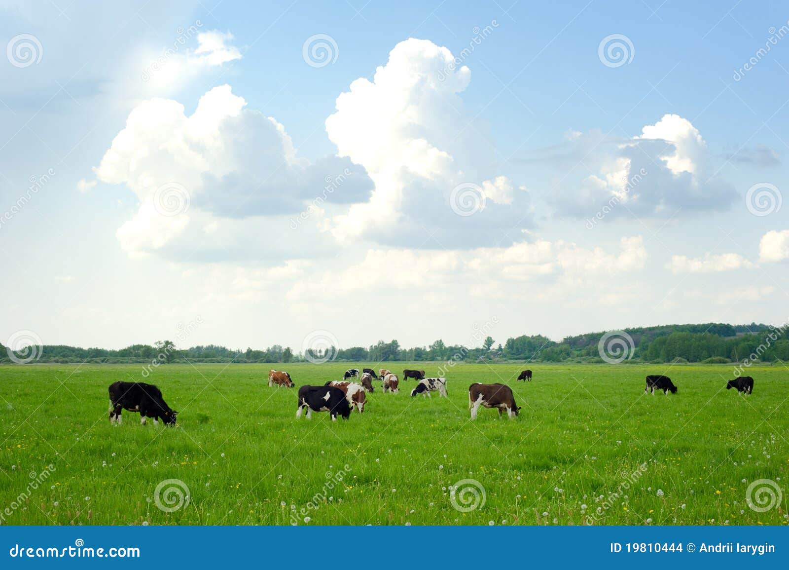Cows on green pasture stock photo. Image of landscape - 19810444