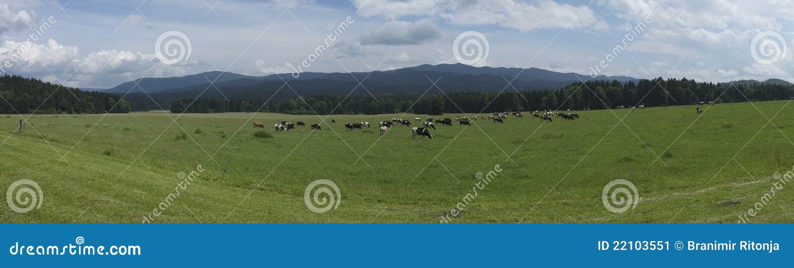 Cows in green pasture stock image. Image of feeding, farm - 22103551