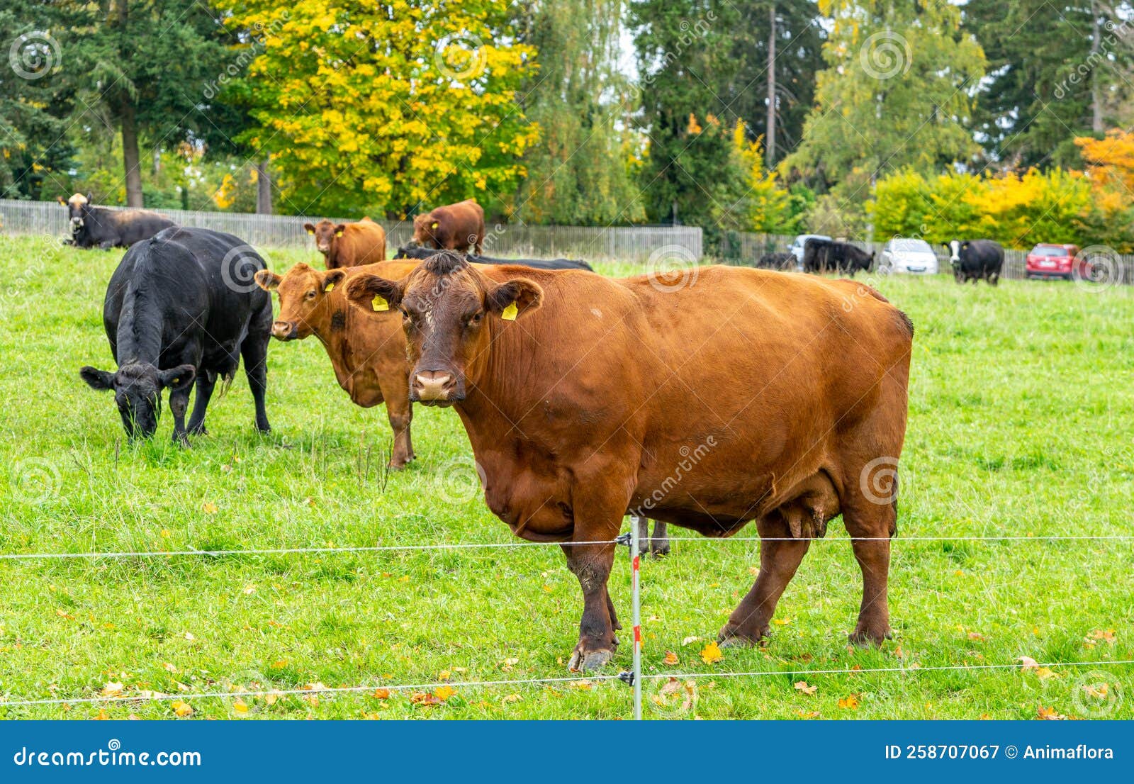 Cows in a green pasture stock image. Image of livestock - 258707067