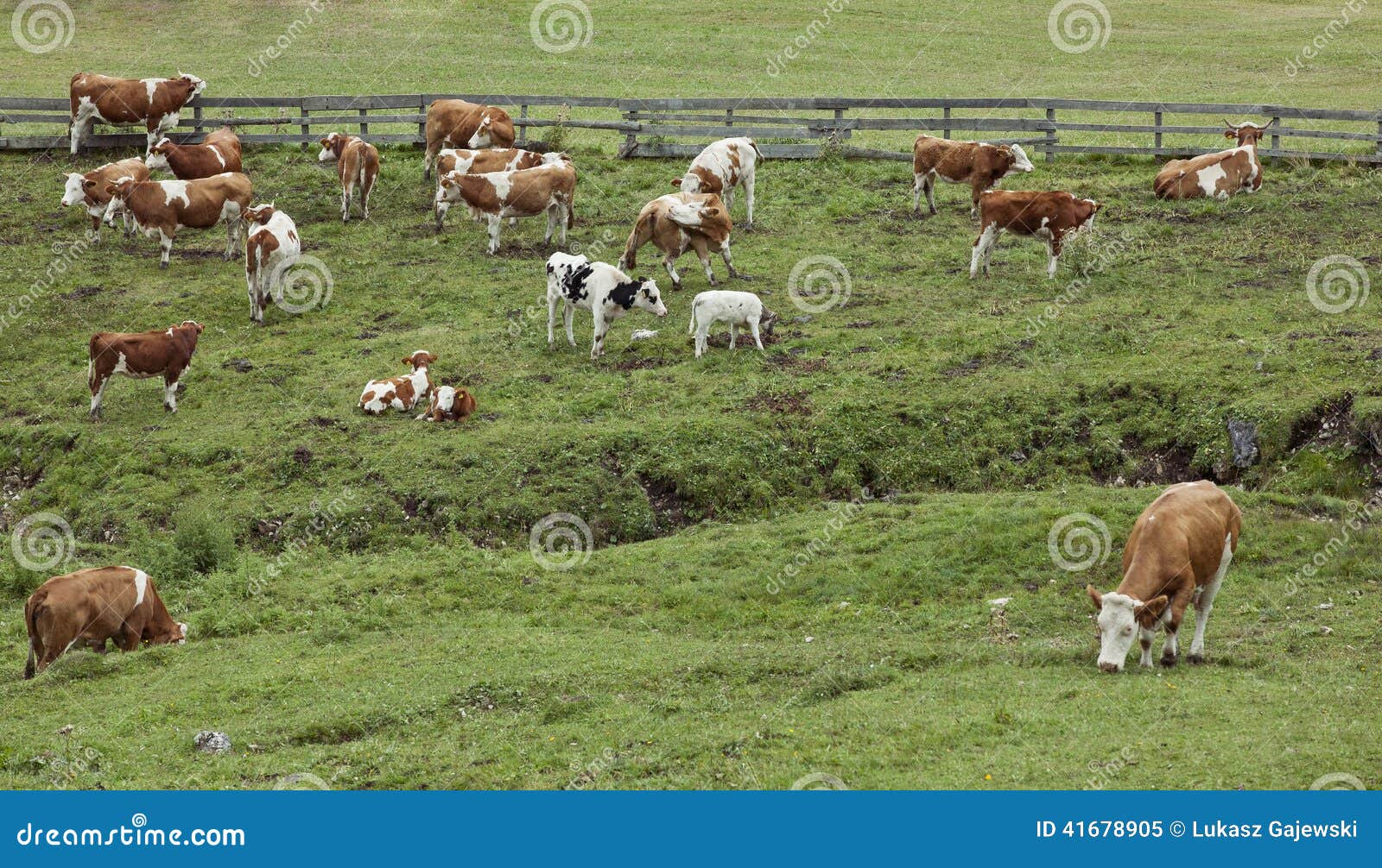 Cows in green pasture stock image. Image of hill, graze - 41678905