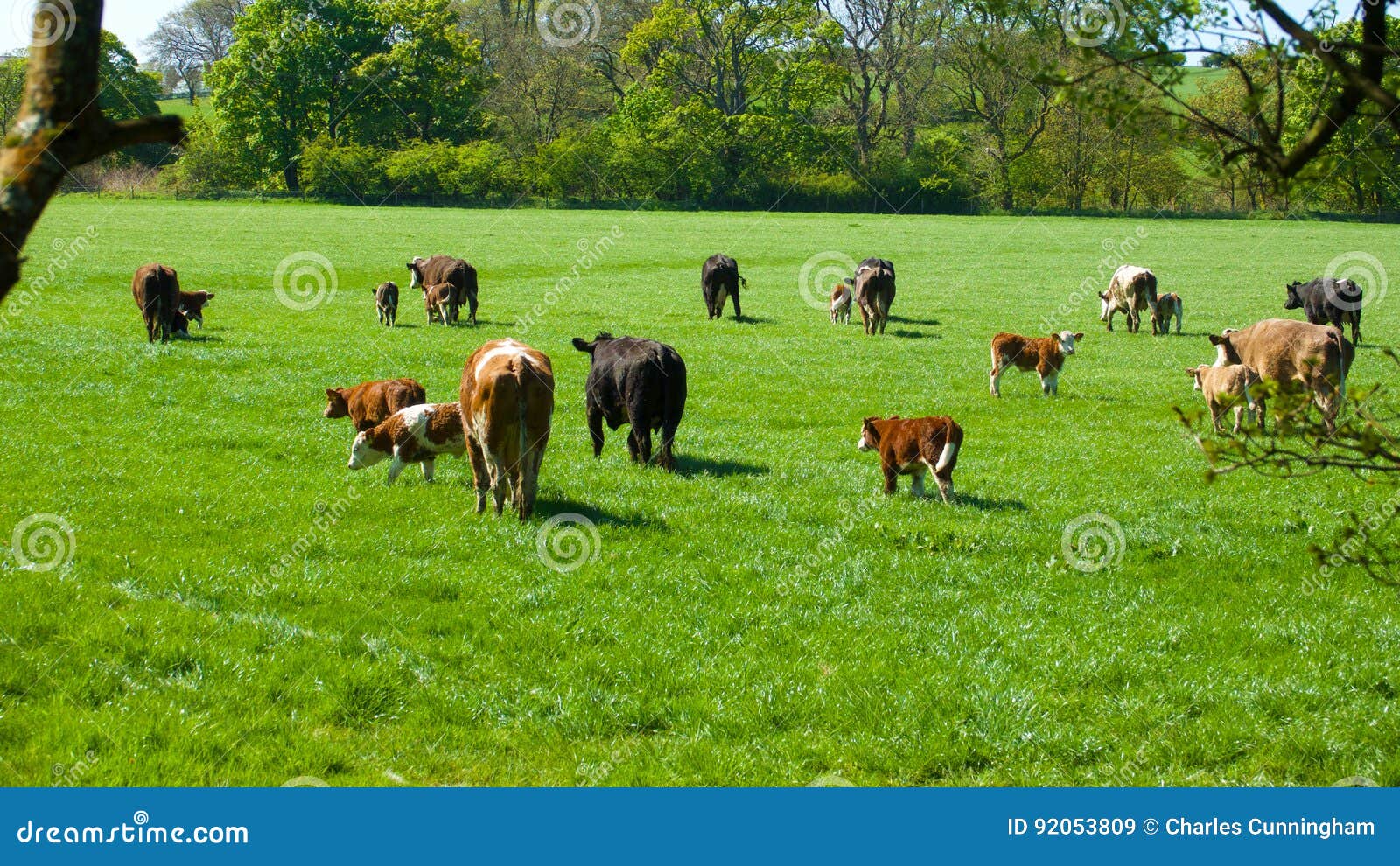 Cows in a green pasture. stock image. Image of green - 92053809
