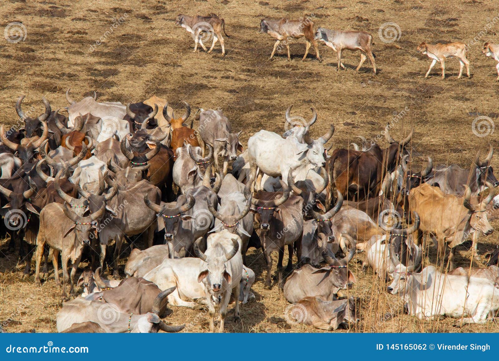 Cows in Group in Country Side Stock Photo - Image of husbandry, meadow ...