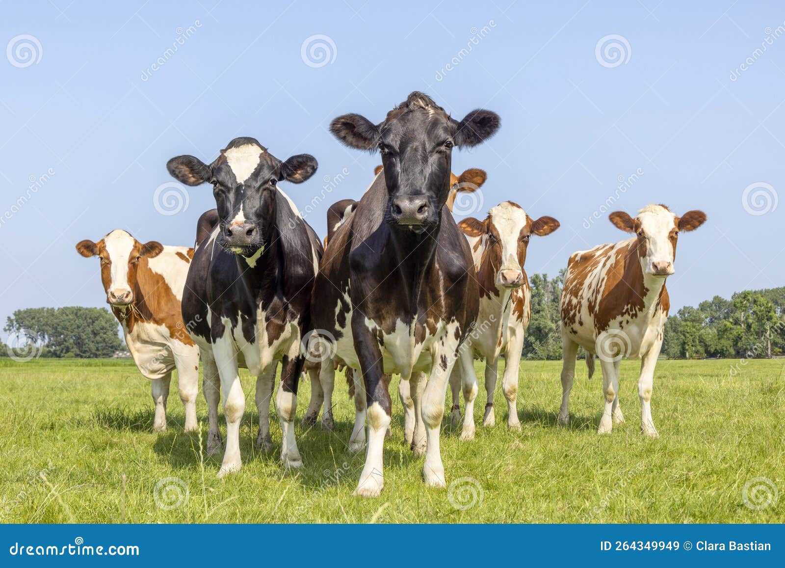 Cows in a Group Together in a Field, Looking at the Camera, Happy and ...