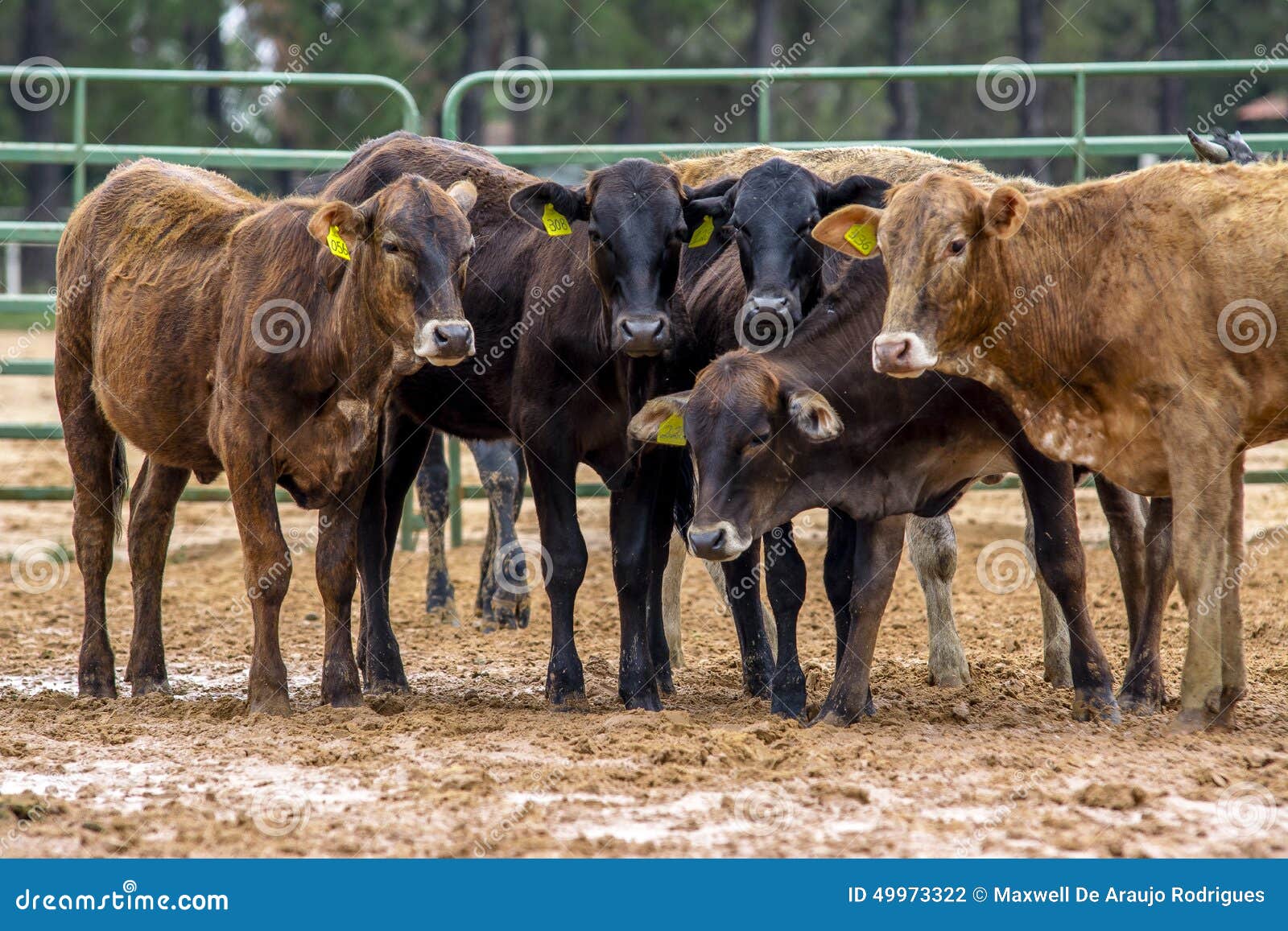 Cows group stock photo. Image of beast, farm, curious - 49973322