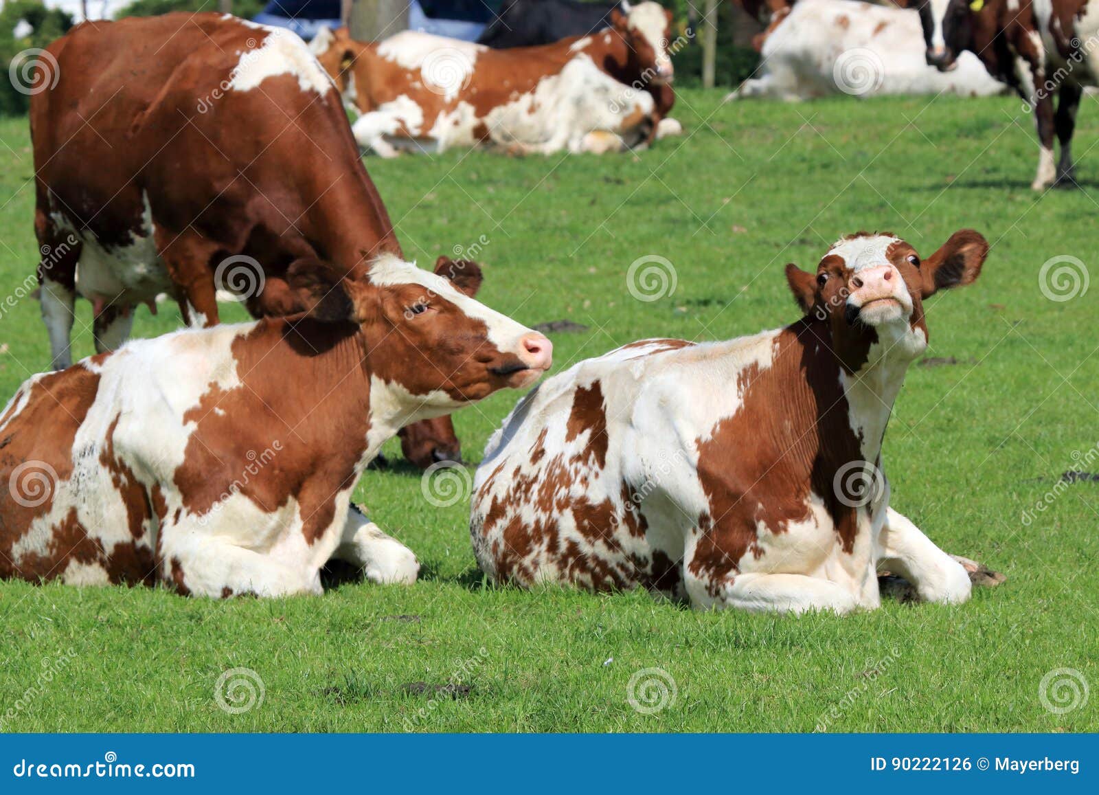 Cows are happy together stock photo. Image of agricultural - 90222126