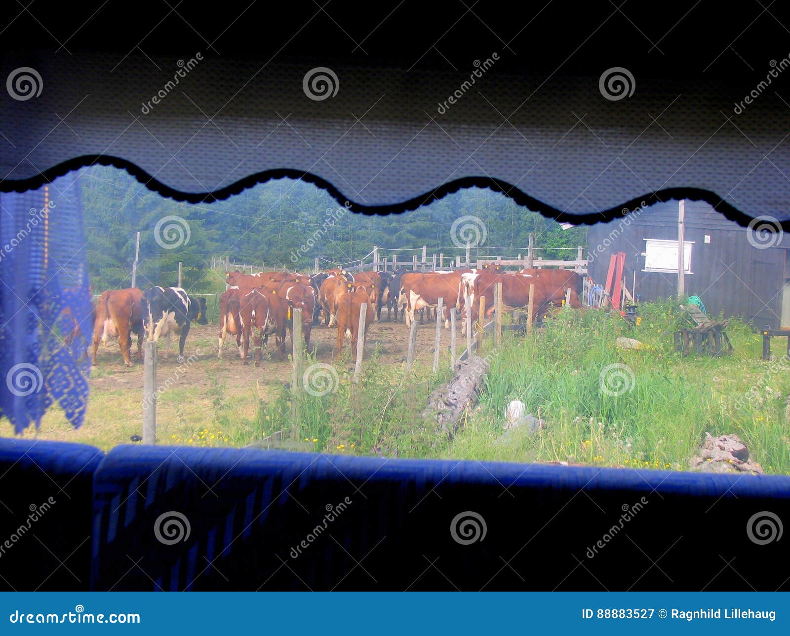 Cows stock image. Image of colors, landscape, wildlife - 88883527