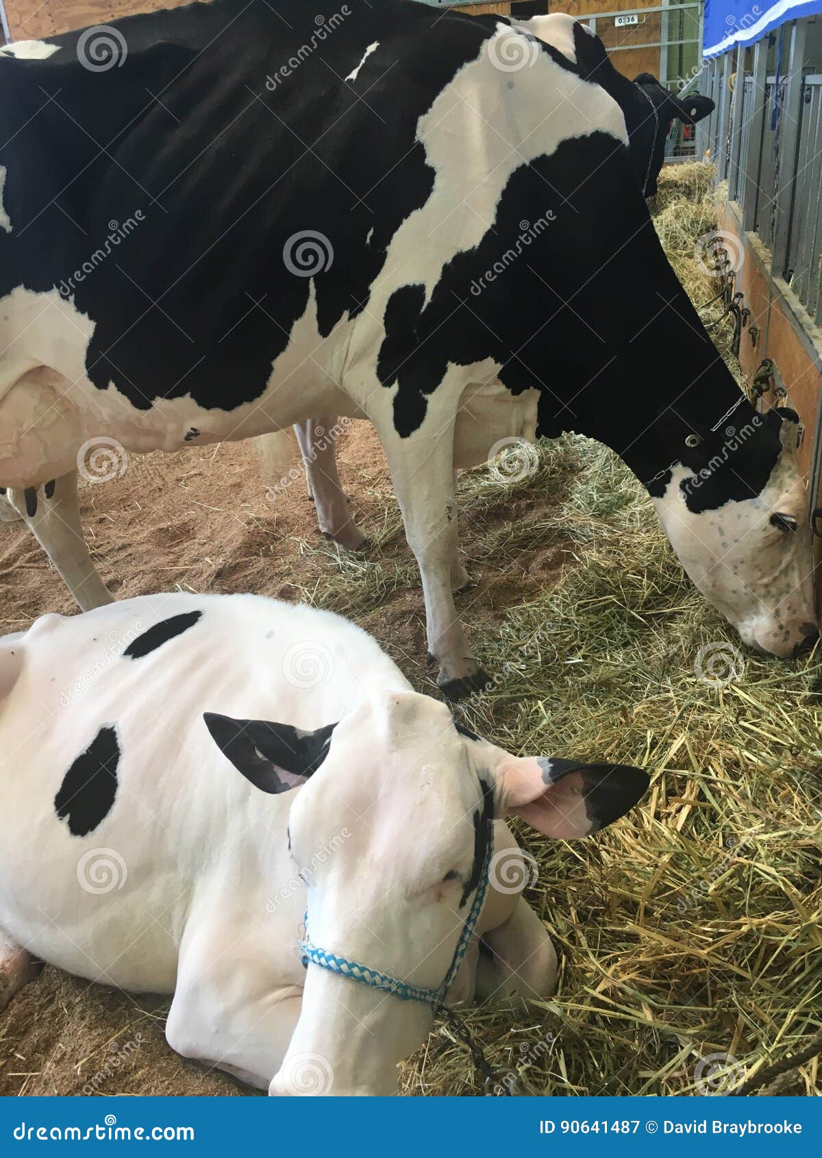 Cows in hay stock image. Image of stall, cows, resting - 90641487