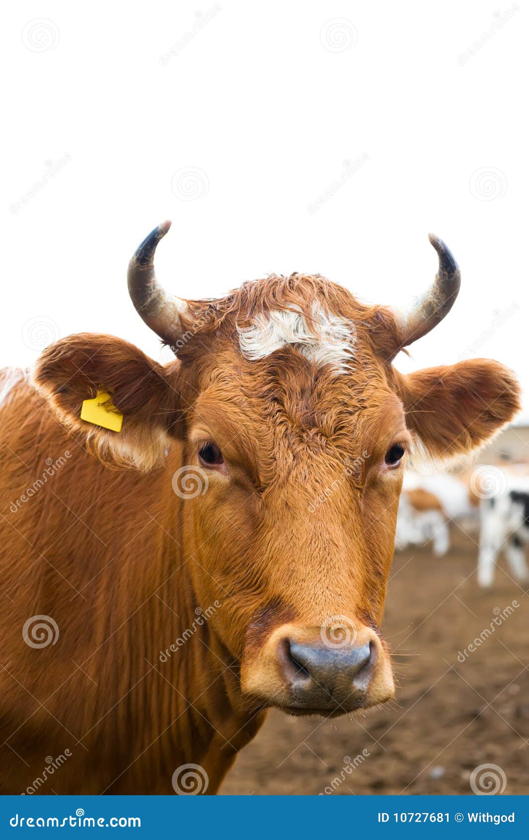 Cows head stock image. Image of livestock, agriculture - 10727681