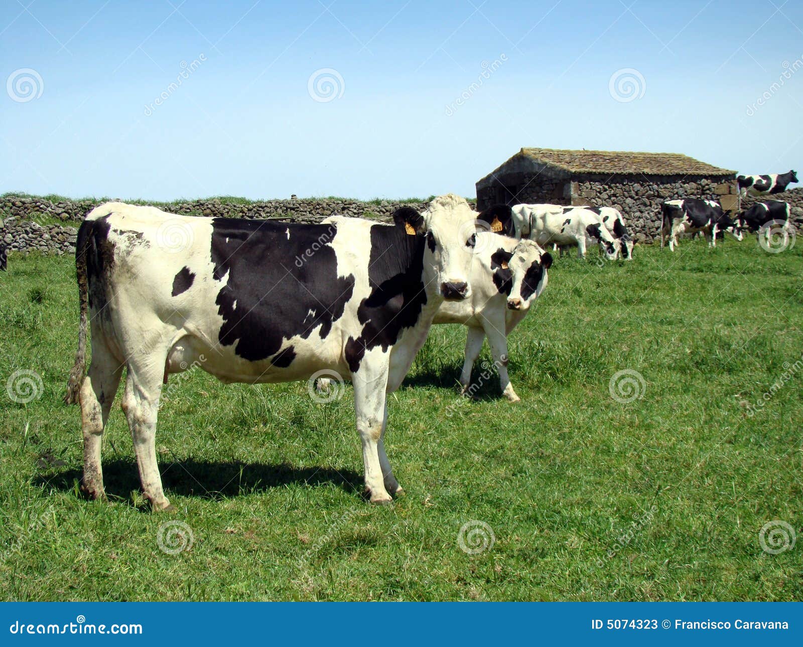 Cows herd stock image. Image of blue, herd, grass, outdoor - 5074323