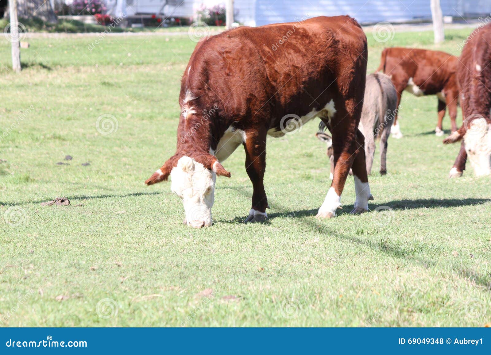 Cows-Hereford stock photo. Image of cattle, mammal, feeding - 69049348