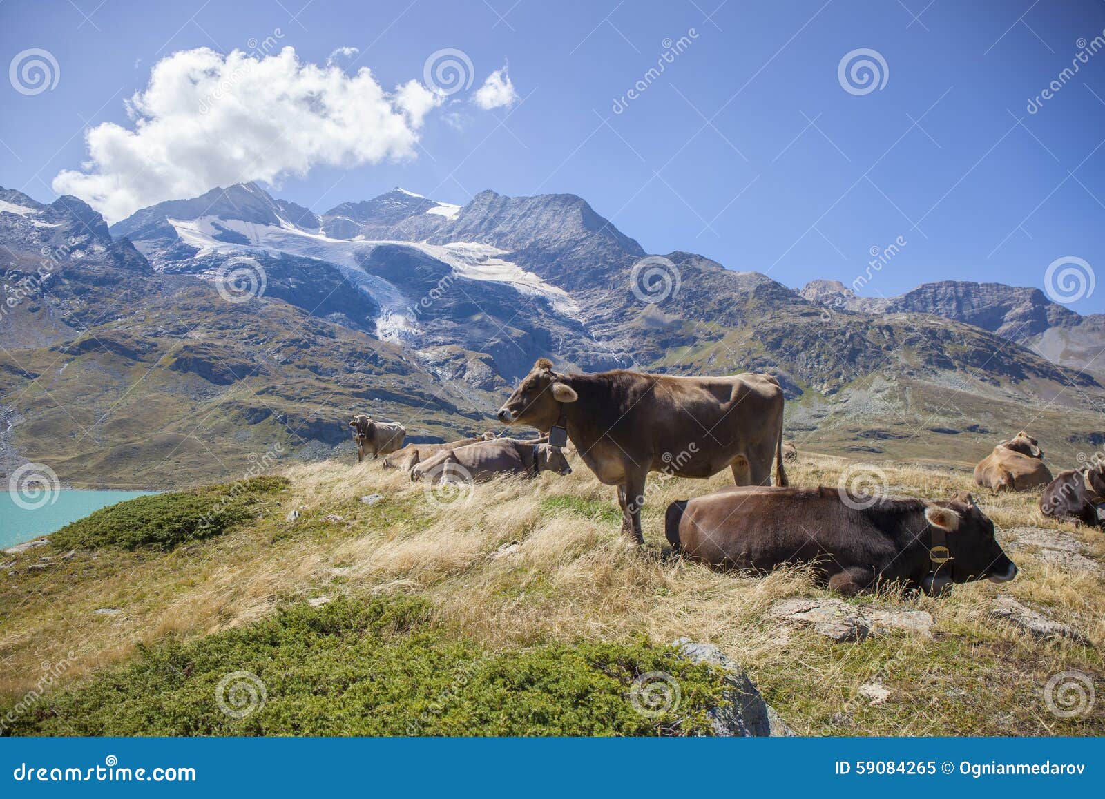 Cows in a High Mountain stock image. Image of mountains - 59084265
