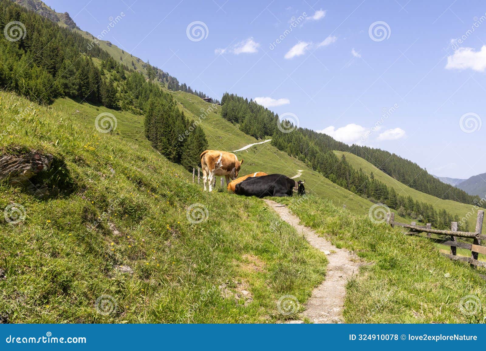 Cows on Hiking Path with Mountain Scenery in the Alps Stock Photo ...