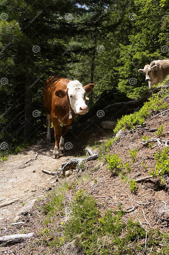 Cows on Hiking Path with Mountain Scenery in the Alps Stock Photo ...