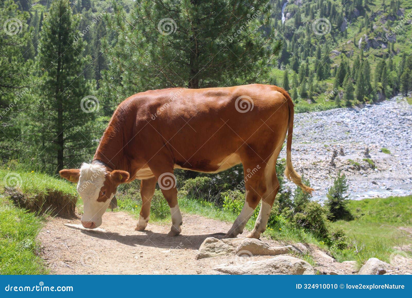 Cows on Hiking Path with Mountain Scenery in the Alps Stock Photo ...