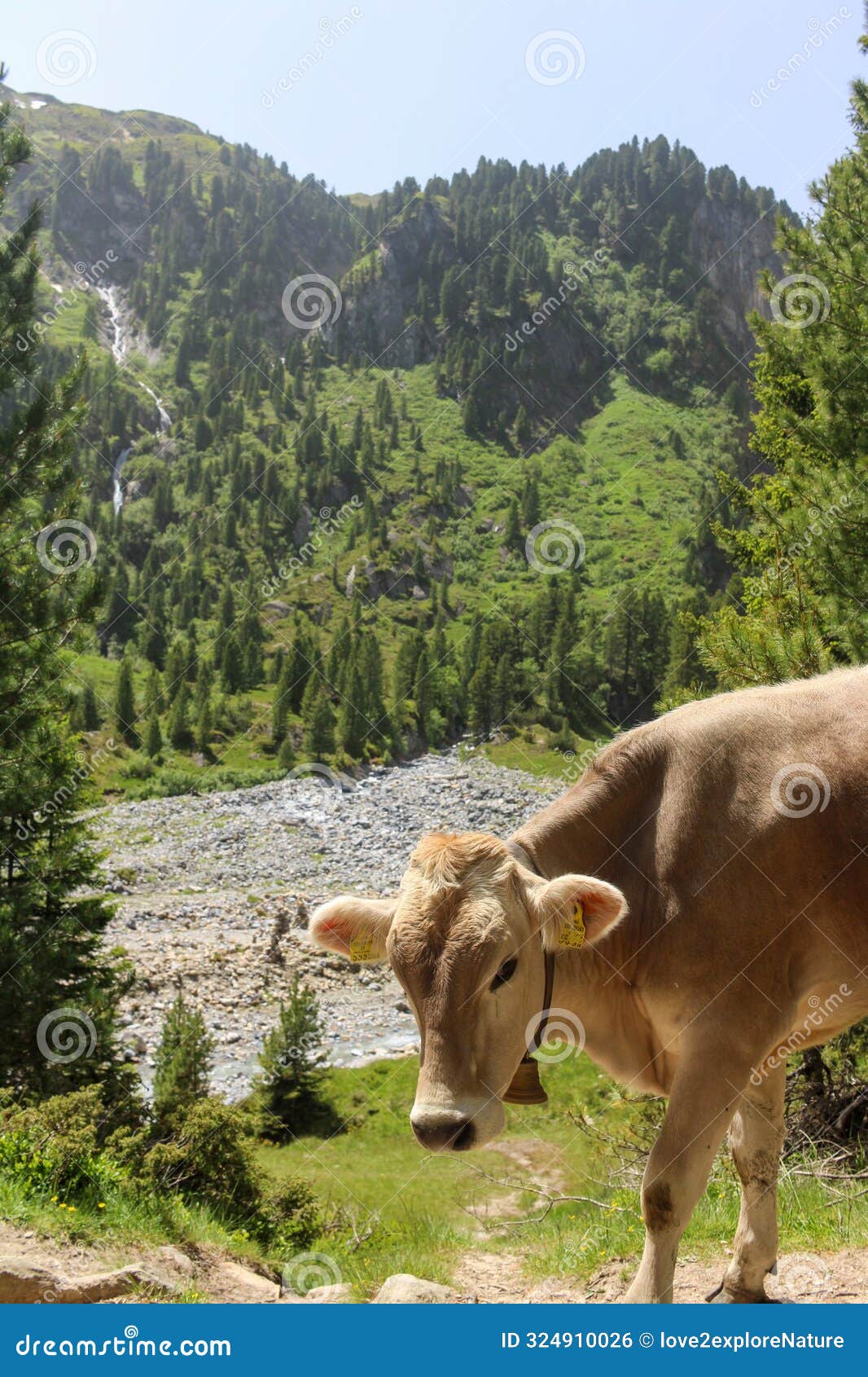 Cows on Hiking Path with Mountain Scenery in the Alps Stock Photo ...