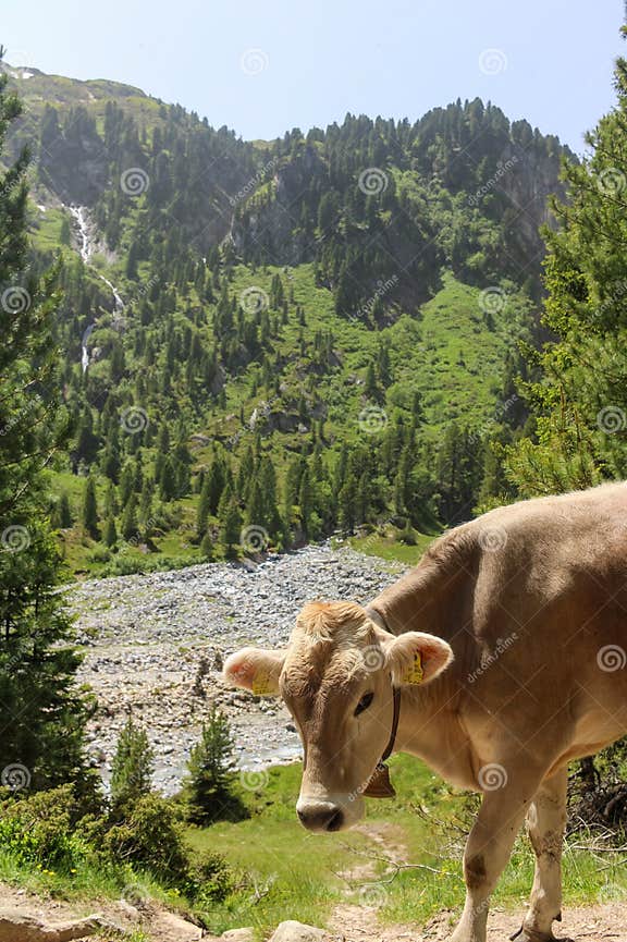 Cows on Hiking Path with Mountain Scenery in the Alps Stock Photo ...
