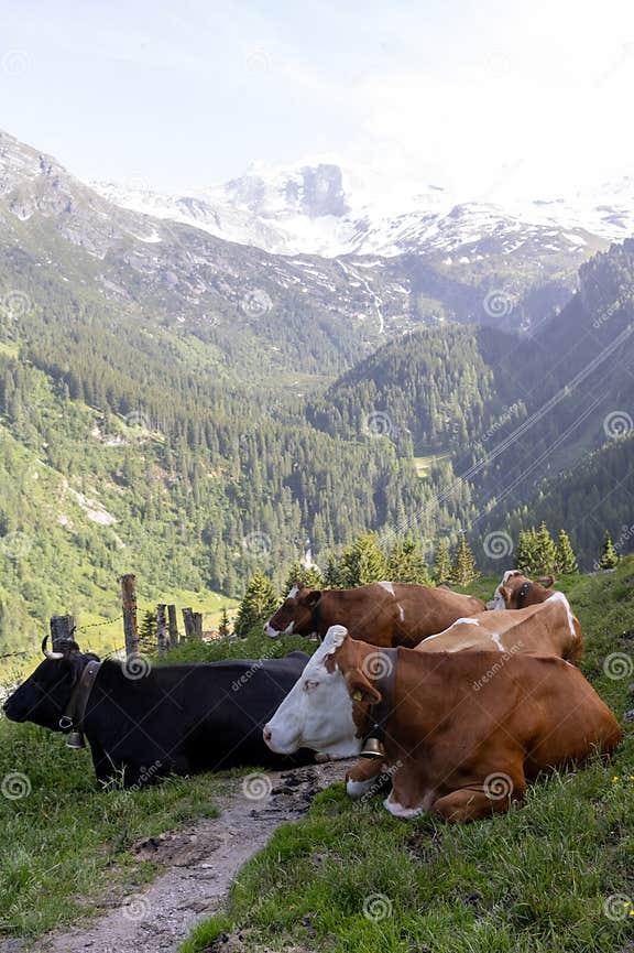 Cows on Hiking Path with Mountain Scenery in the Alps Stock Image ...