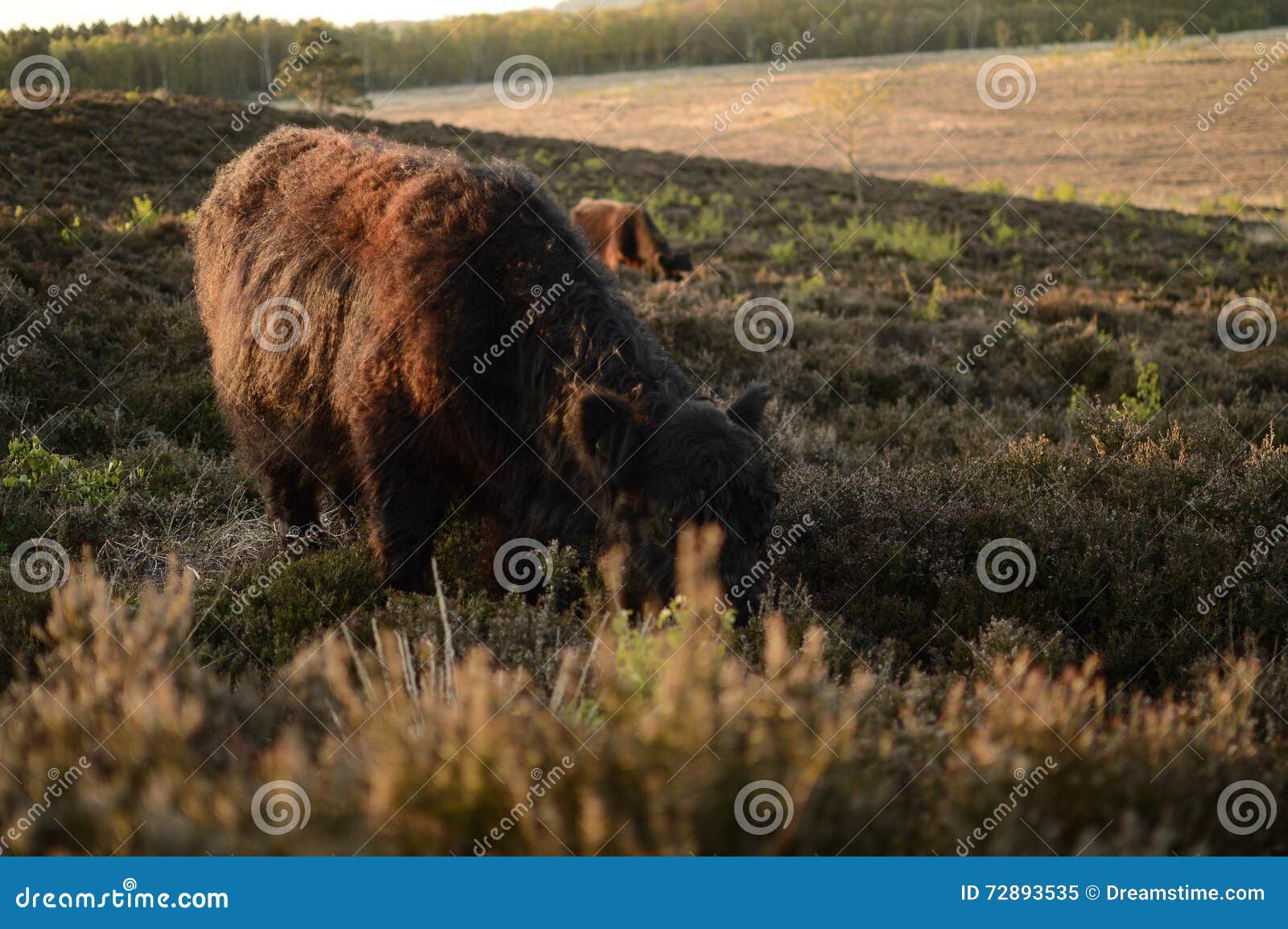 Cows on hill stock image. Image of wild, landscape, brush - 72893535