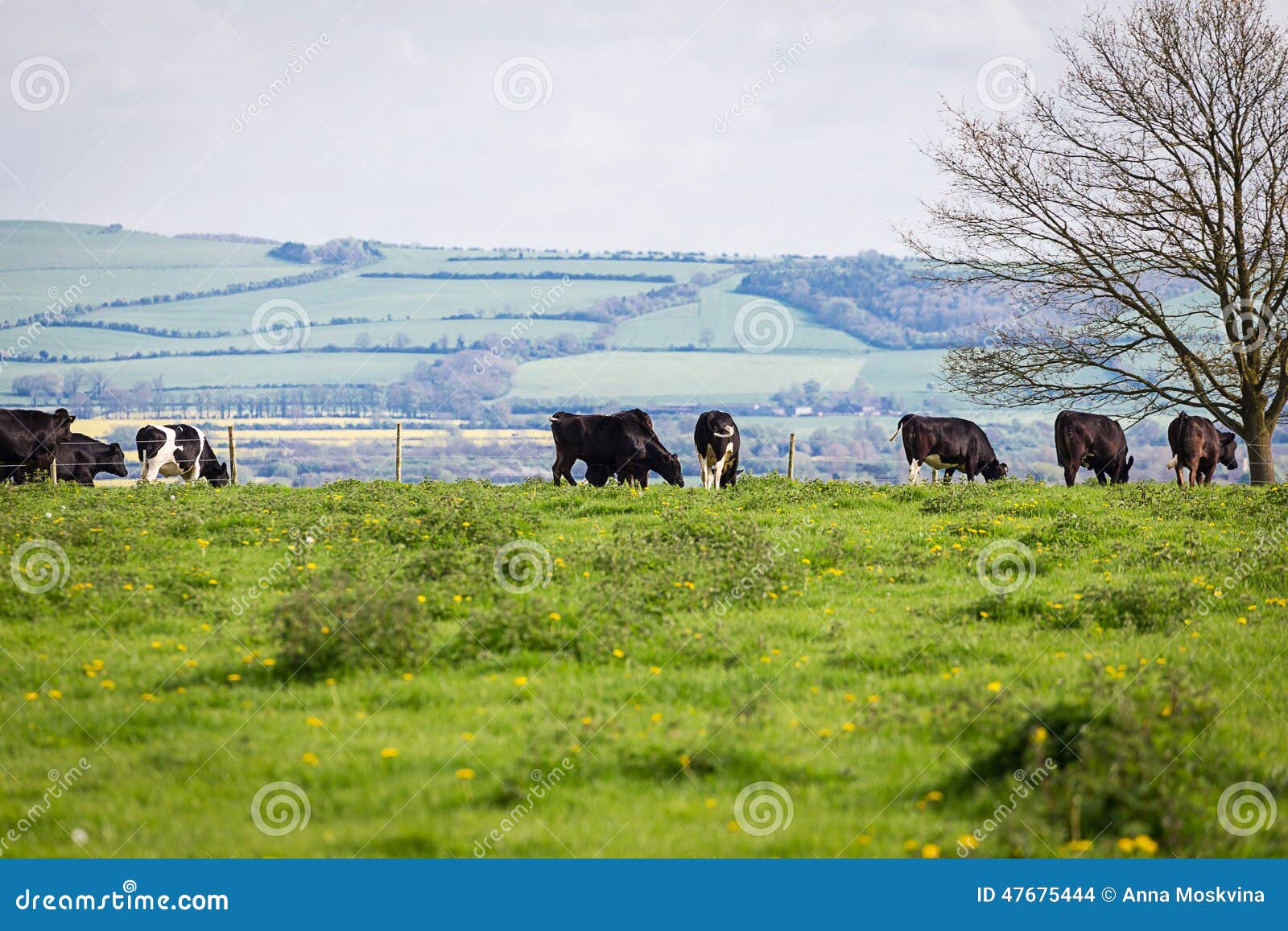 Cows on a hill stock photo. Image of pets, mammal, pasture - 47675444