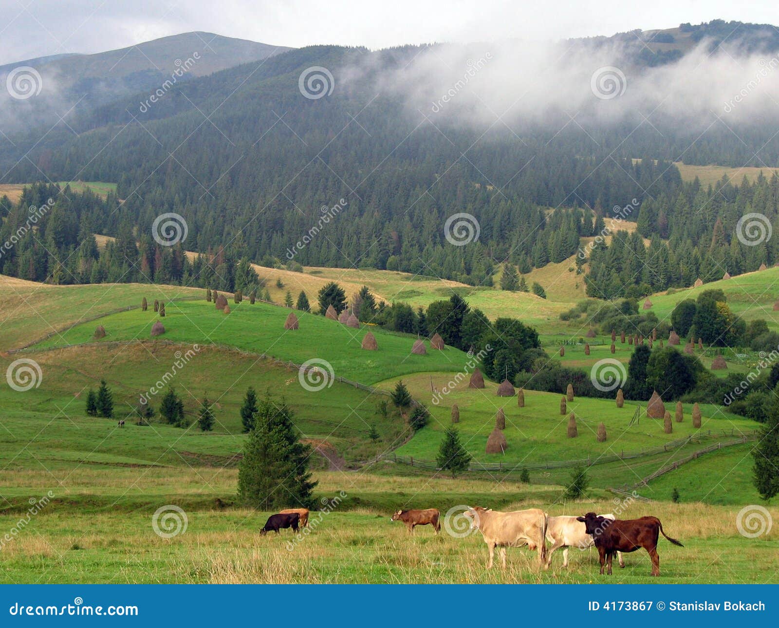Cows and hills stock image. Image of country, cows, feed - 4173867