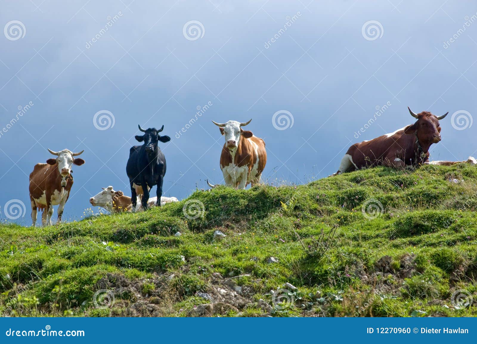 Cows on the Hilltop stock photo. Image of brown, green - 12270960