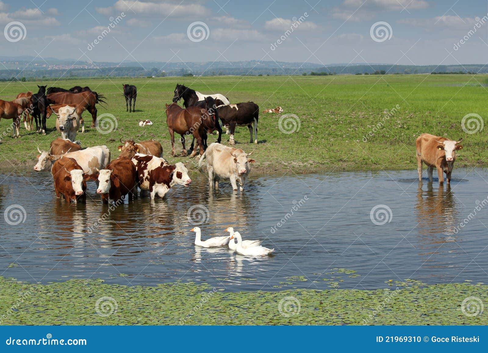 Cows horses and geese stock photo. Image of dairy, mammal - 21969310