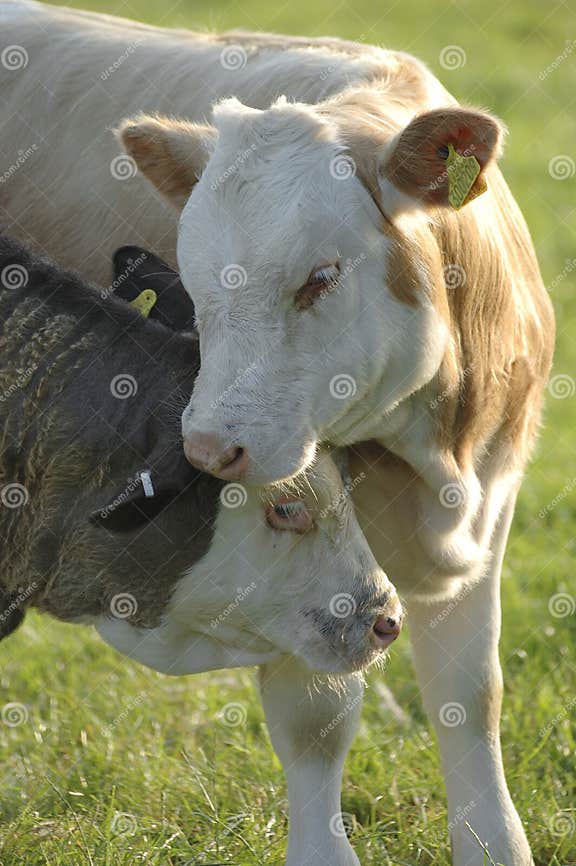 Cows hugging stock photo. Image of clafs, farm, calve - 5304382