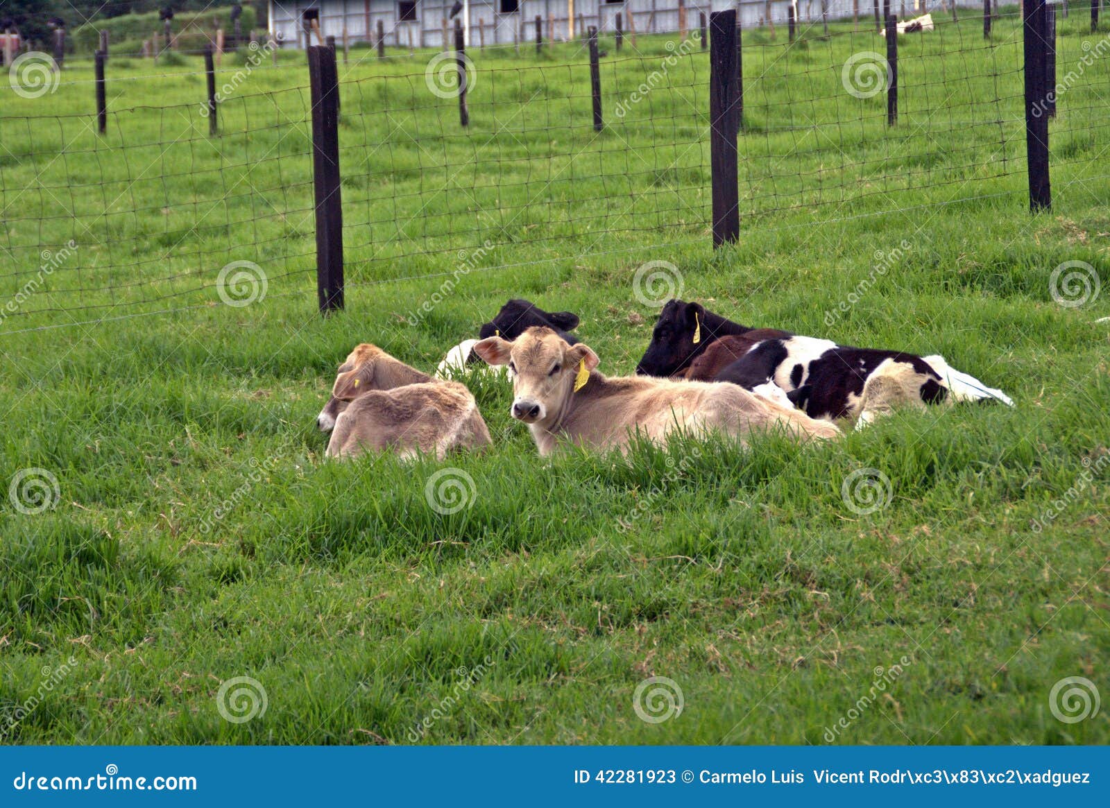 Cows I stock image. Image of panama, travel, nature, cows - 42281923