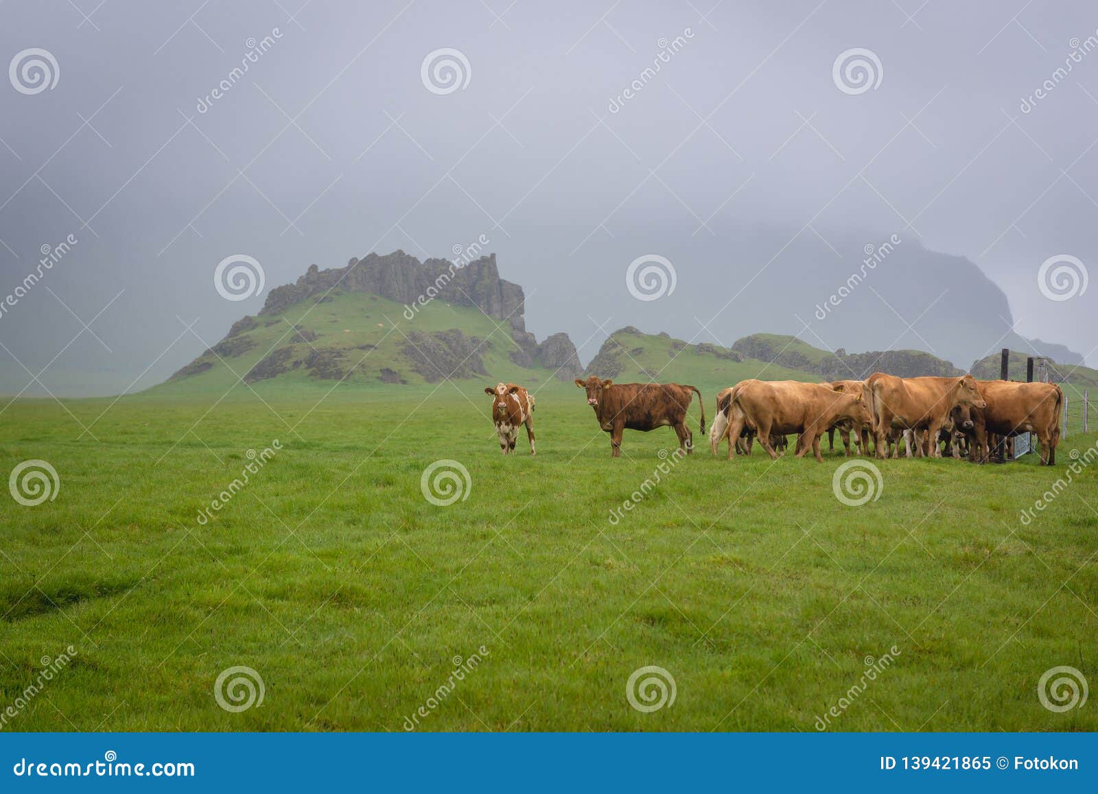 Cows in Iceland stock image. Image of scenic, iceland - 139421865