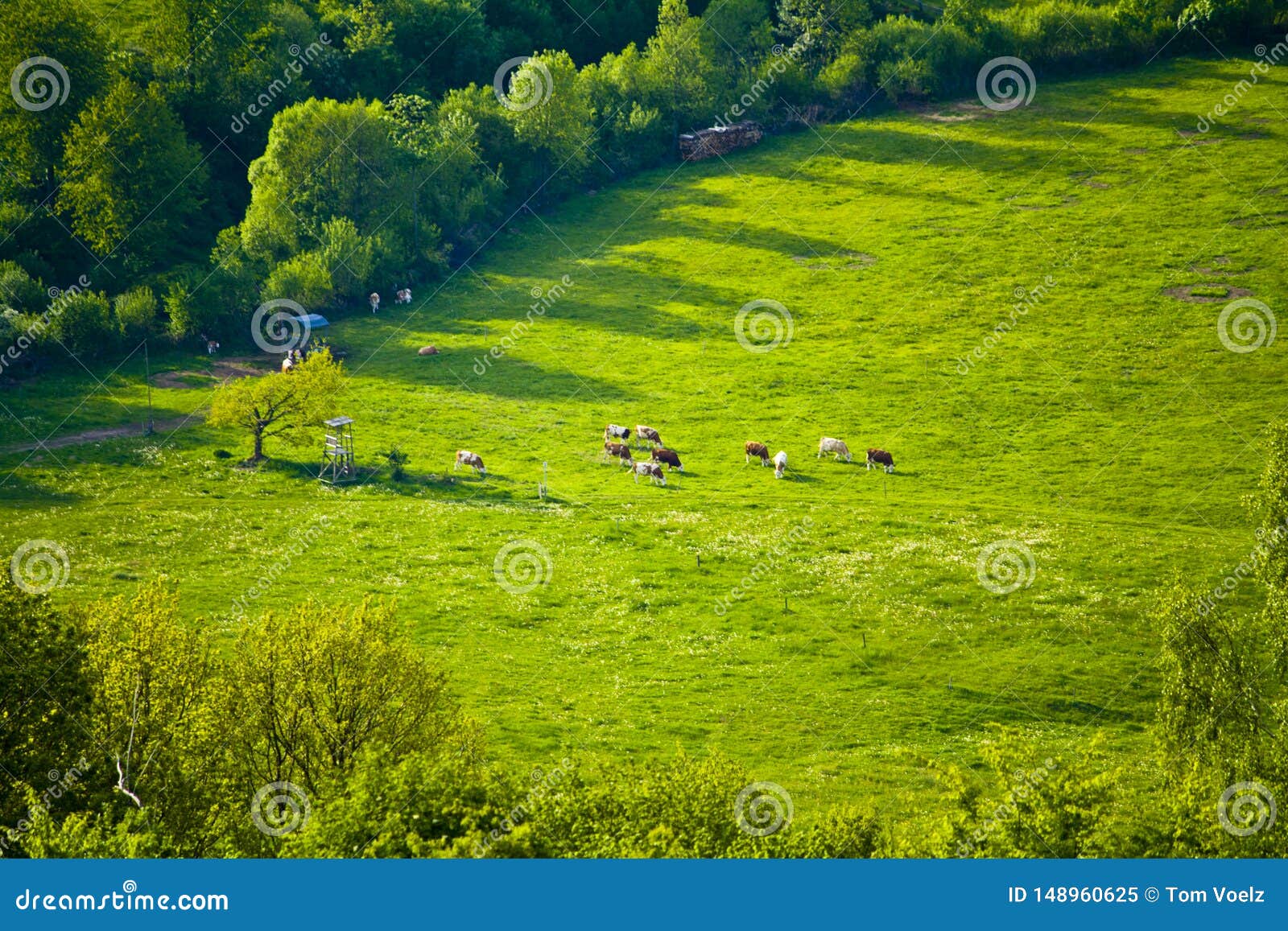 Cows on an Idyllic Mountain Pasture in Bavaria Stock Image - Image of ...