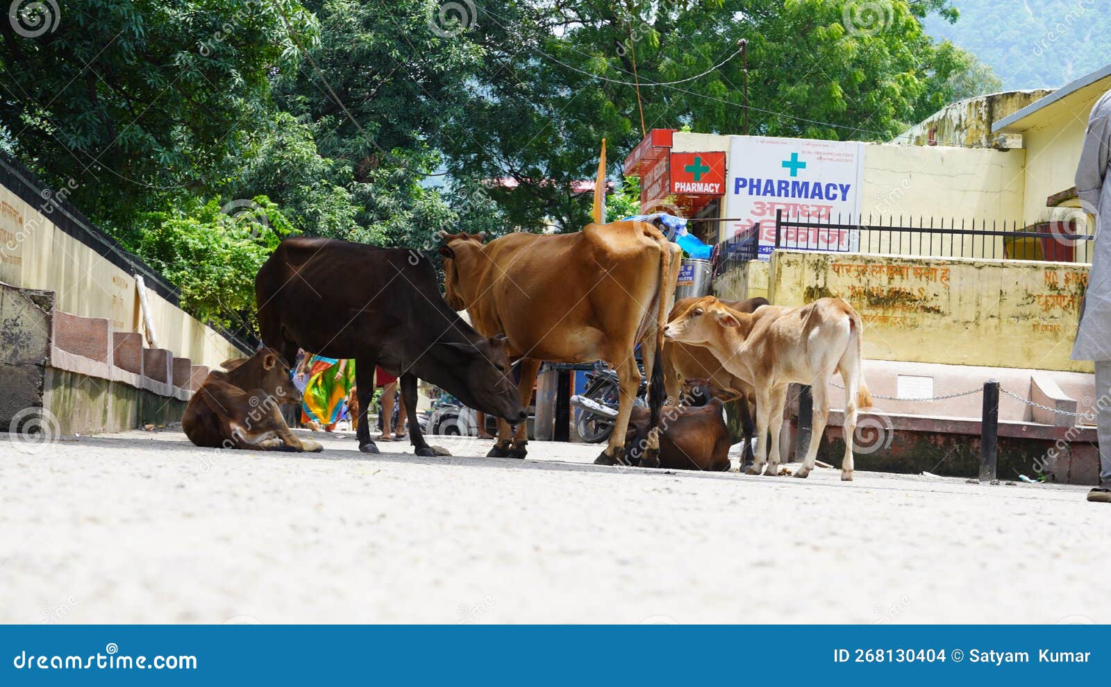 Cows Image Outdoor Shoot Hd Editorial Stock Image - Image of cows ...