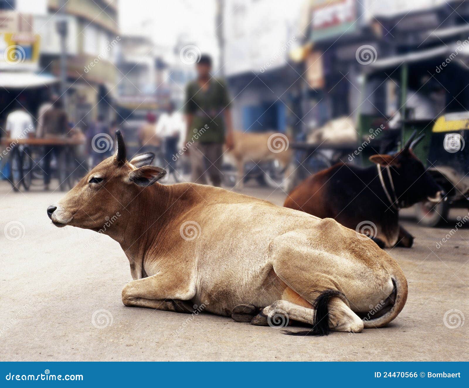 Cows in India stock photo. Image of cattle, nature, garbage - 24470566