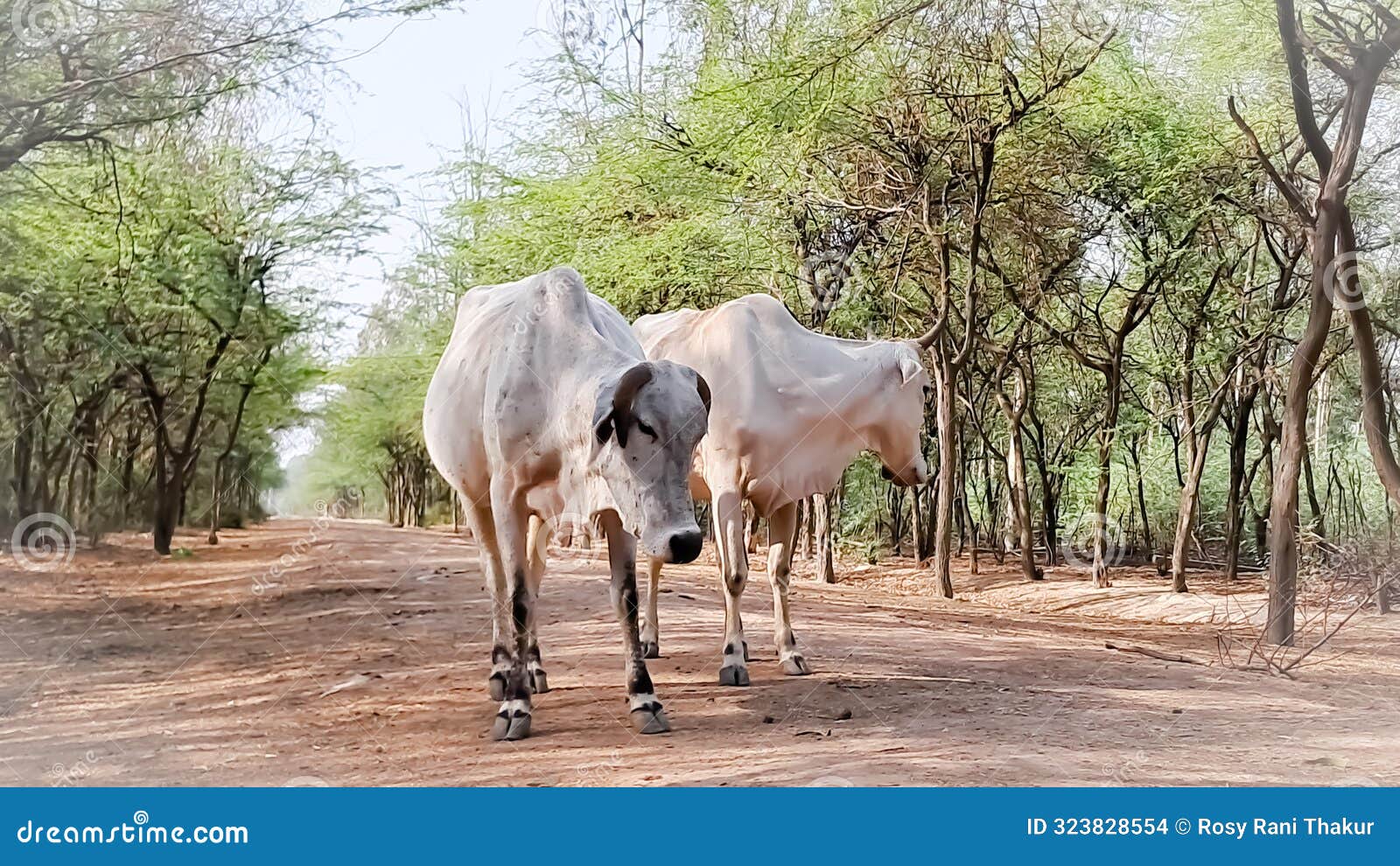 Cows. Indian Desi Cow stock photo. Image of plants, whitecow - 323828554