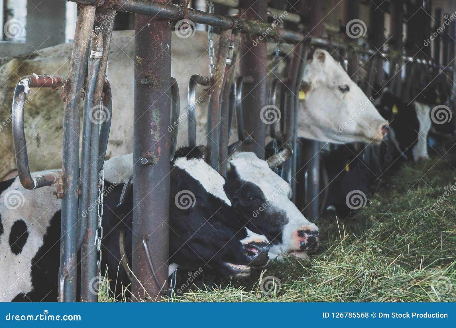 Cows. stock photo. Image of inside, feed, domestic, head - 126785568