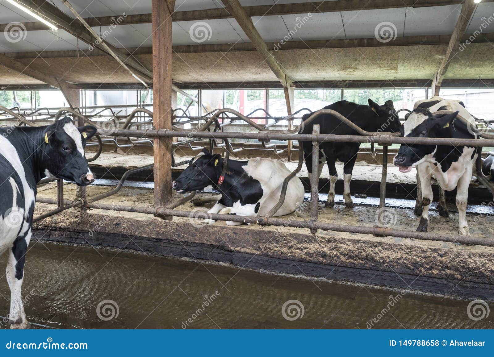 Cows Inside Barn on Dutch Farm in Holland Stock Photo - Image of farm ...