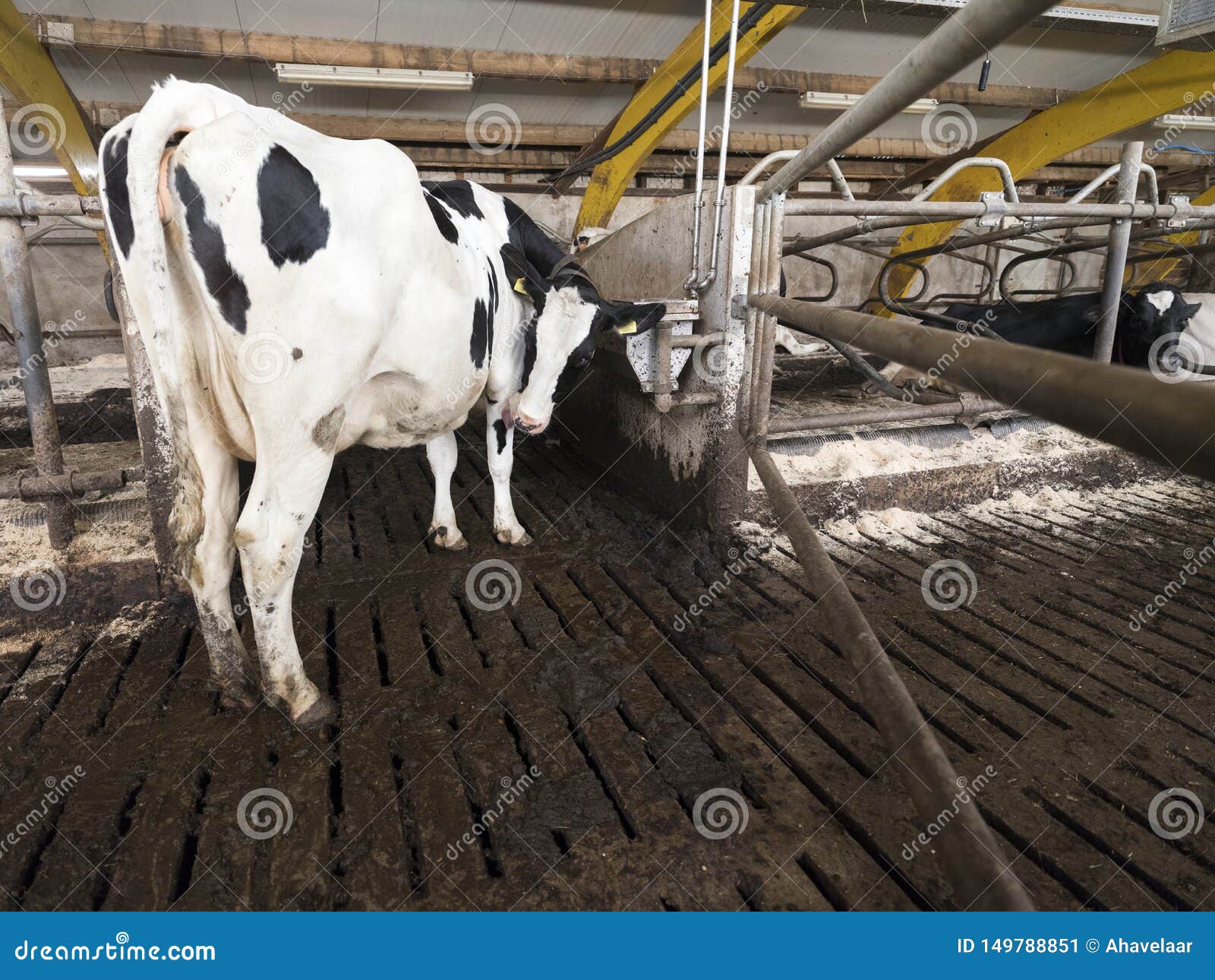 Cows Inside Barn on Dutch Farm in Holland Stock Image - Image of ...