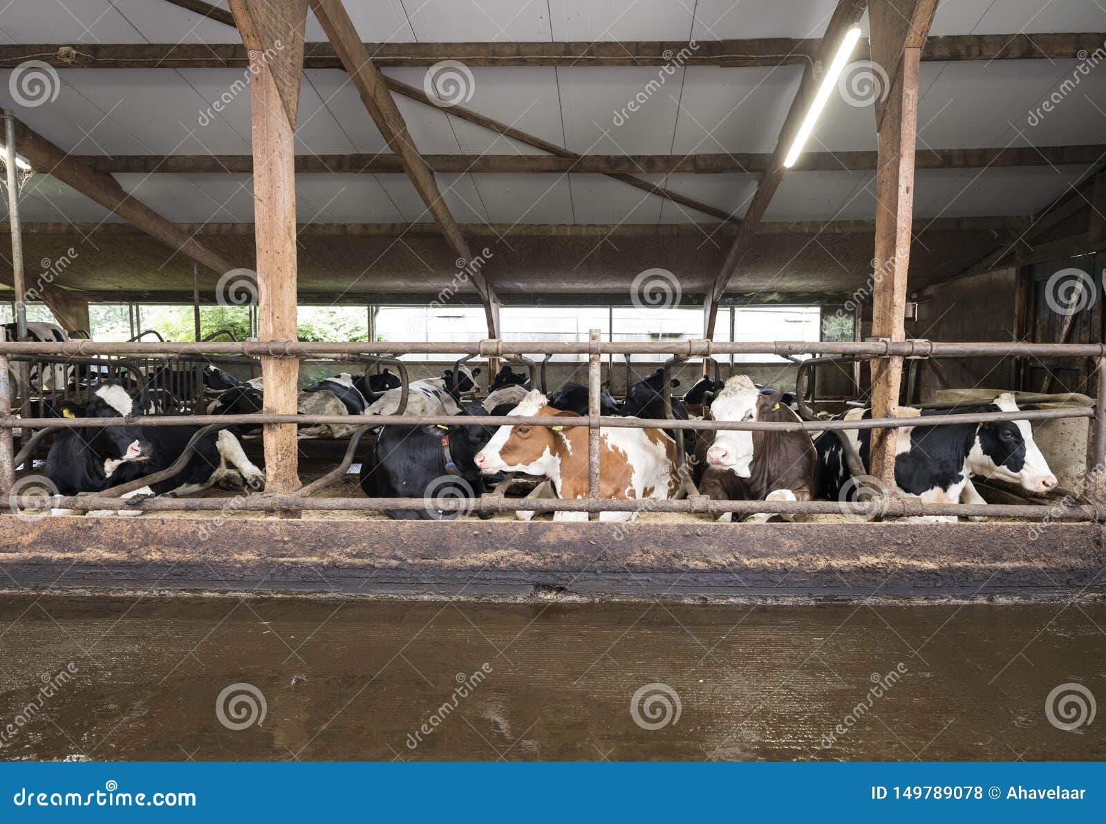 Cows Inside Barn on Dutch Farm in Holland Stock Photo - Image of dairy ...