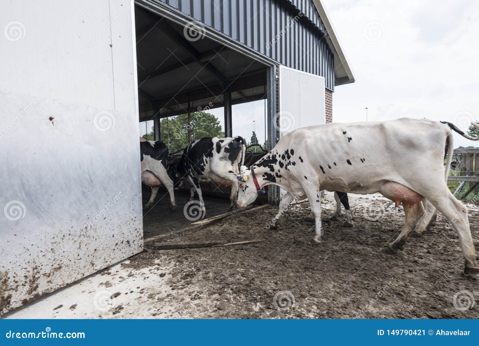 Cows Inside Barn on Dutch Farm in Holland Stock Image - Image of indoor ...