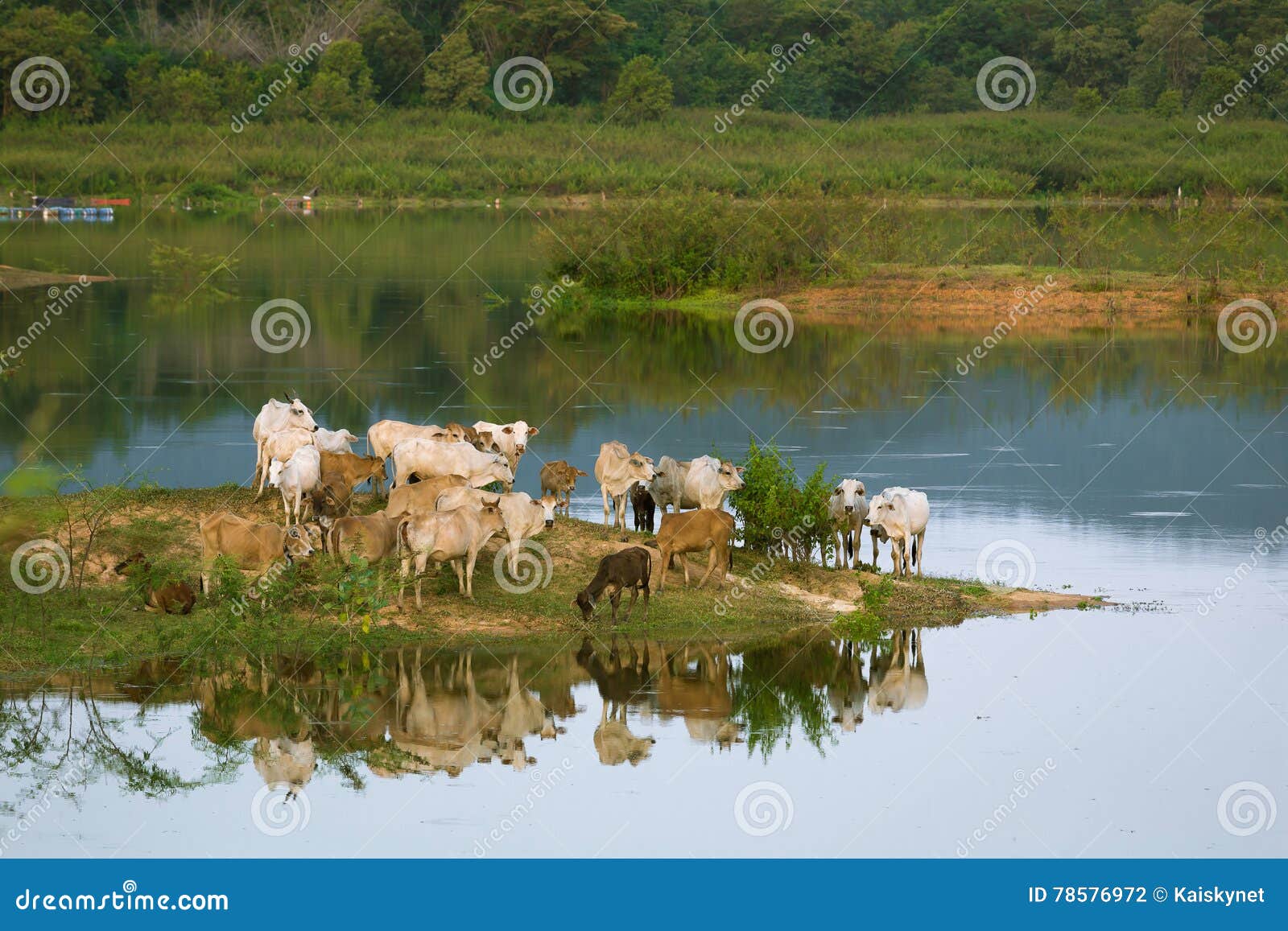 Cows on the Island of Mae Kham Dam, Lampang, Thailand. Stock Photo ...