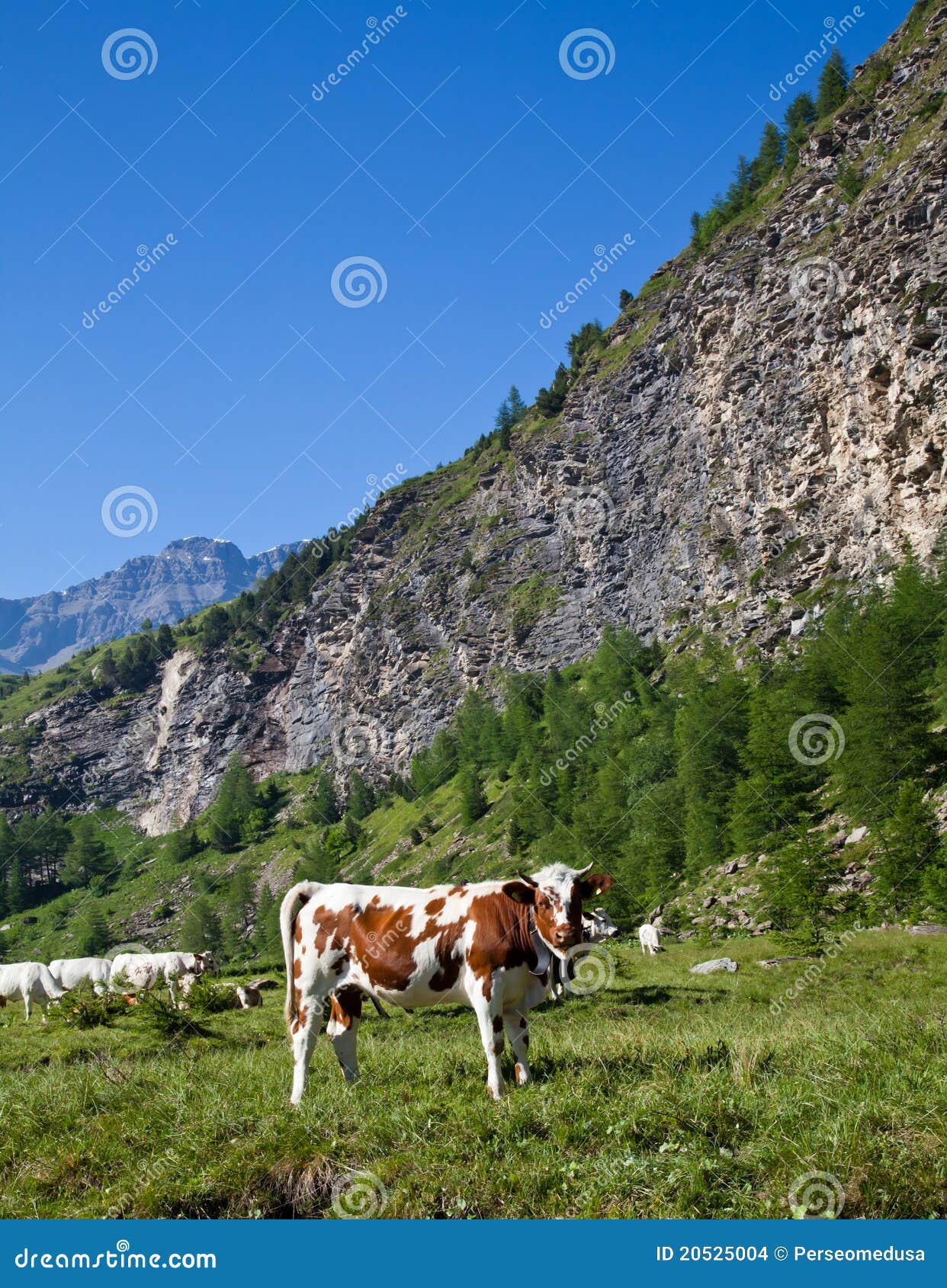 Cows and Italian Alps stock photo. Image of beef, nature - 20525004