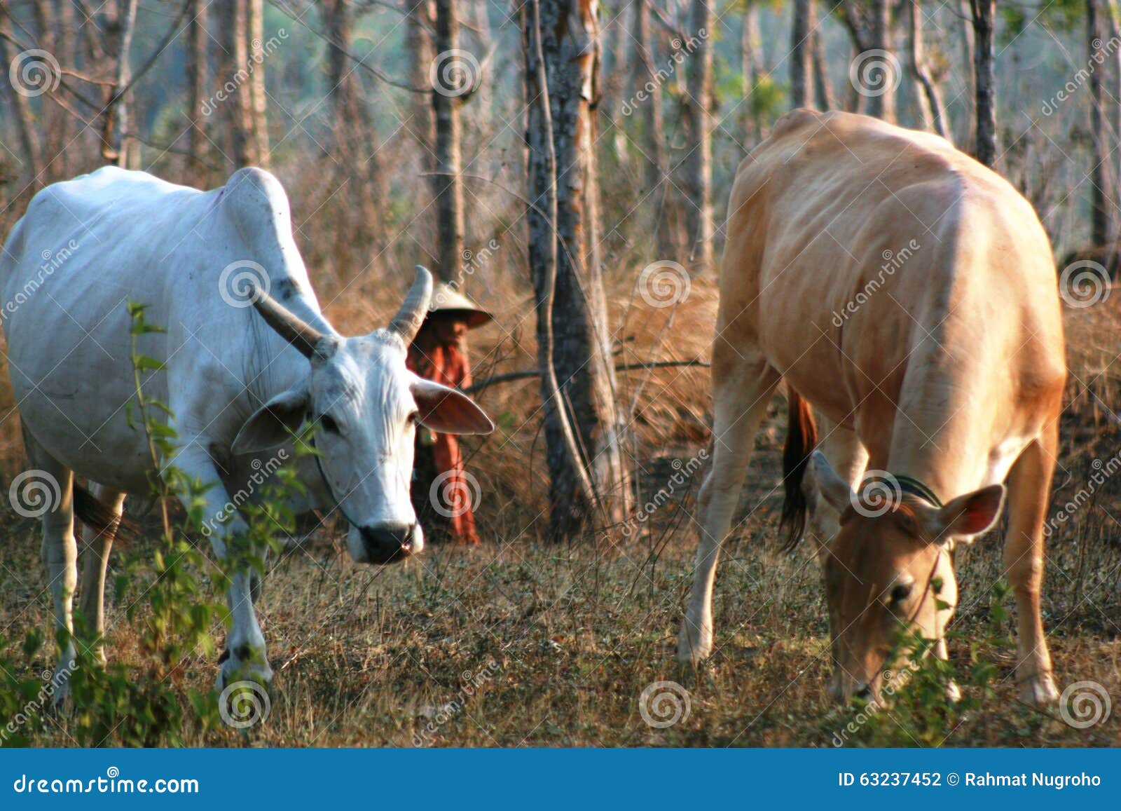 Cows on the jungle stock photo. Image of herb, dairy - 63237452