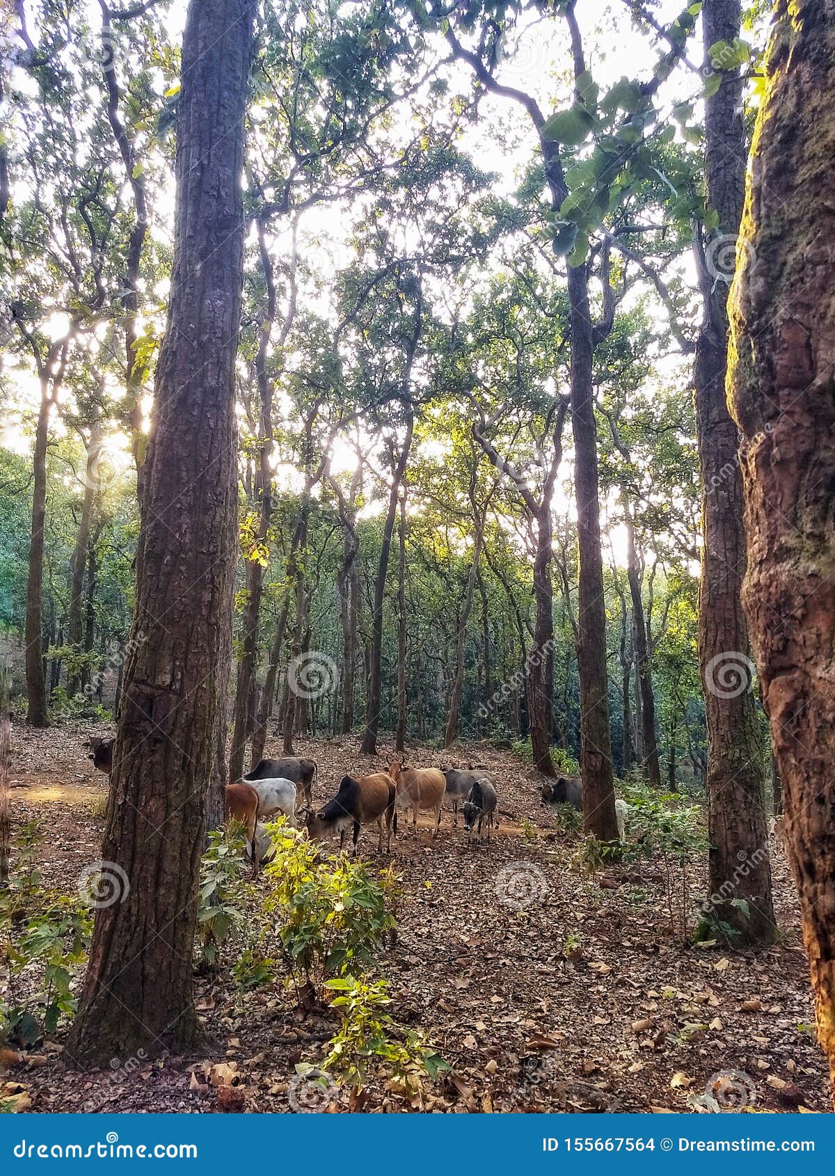 Cows in Jungle Eating Grass Stock Photo - Image of wild, life: 155667564