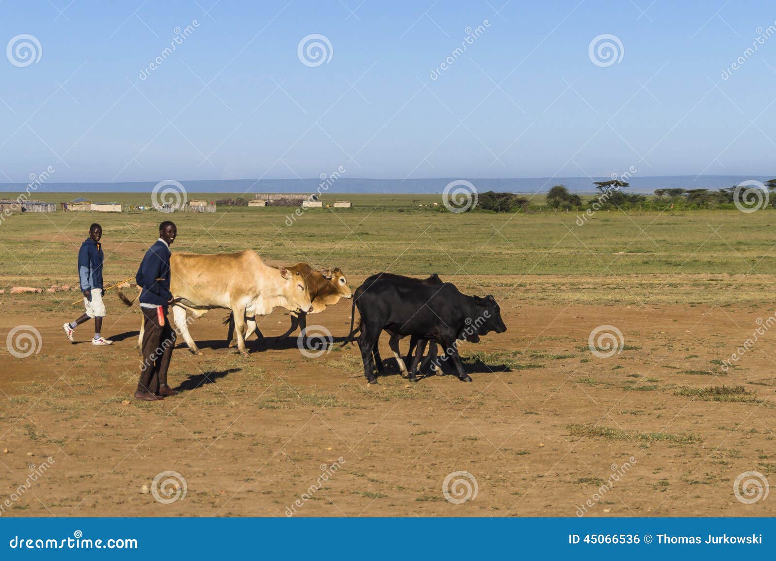 Cows in Kenya editorial photo. Image of food, shepherd - 45066536