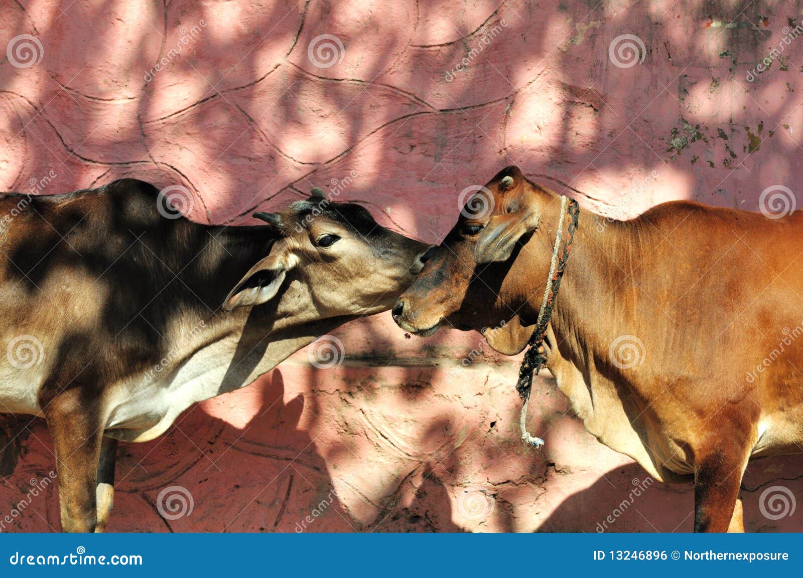 Cows Kissing stock photo. Image of affectionate, aninamls - 13246896
