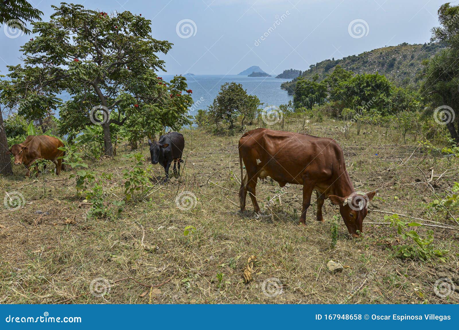 Cows at Kivu lake, Rwanda. stock photo. Image of horizontal - 167948658
